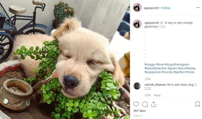 Agrita Dhawan (Agsy) Wiki, Age, Boyfriend, Family, Biography & More ...