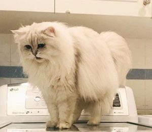 Kate Beckinsale Wiki, Age, Height, Boyfriend, Husband, Children, Family ...