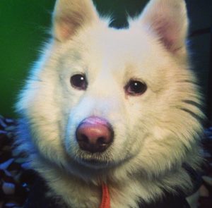 Aksh Baghla Wiki, Age, Girlfriend, Family, Biography & More - WikiBio