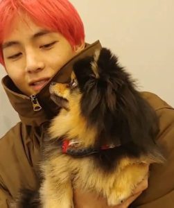 Yeontan Wiki, Age, Owner, Photos, Videos, Biography & More - WikiBio