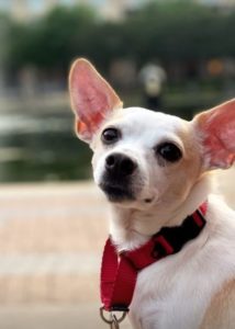 Ashu Reddy Wiki, Height, Age, Boyfriend, Family, Biography & More - WikiBio